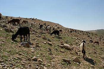THE Holy Land DESERT LIFE – Christian News from Jerusalem
