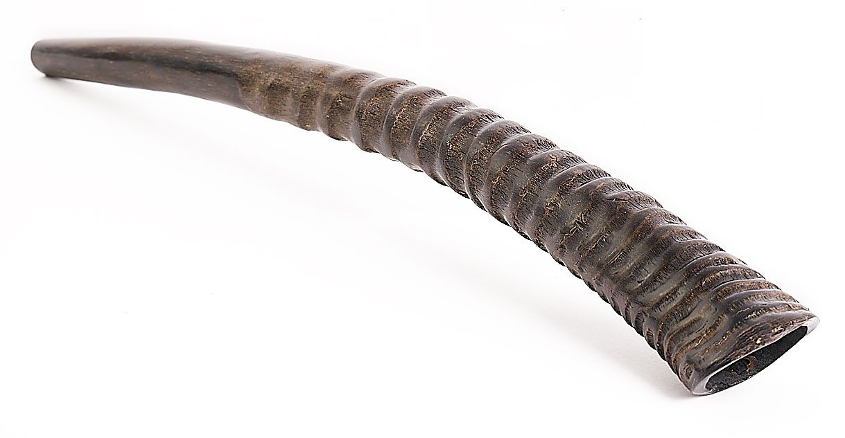 Gemsbok Oryx Shofars from the Holy Land - The Jerusalem Gift Shop