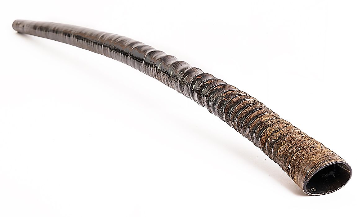 Gemsbok Oryx Shofars from the Holy Land - The Jerusalem Gift Shop