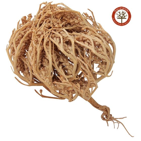 Shop The Rose Of Jericho - Resurrection Plant from the Holy Land - The ...